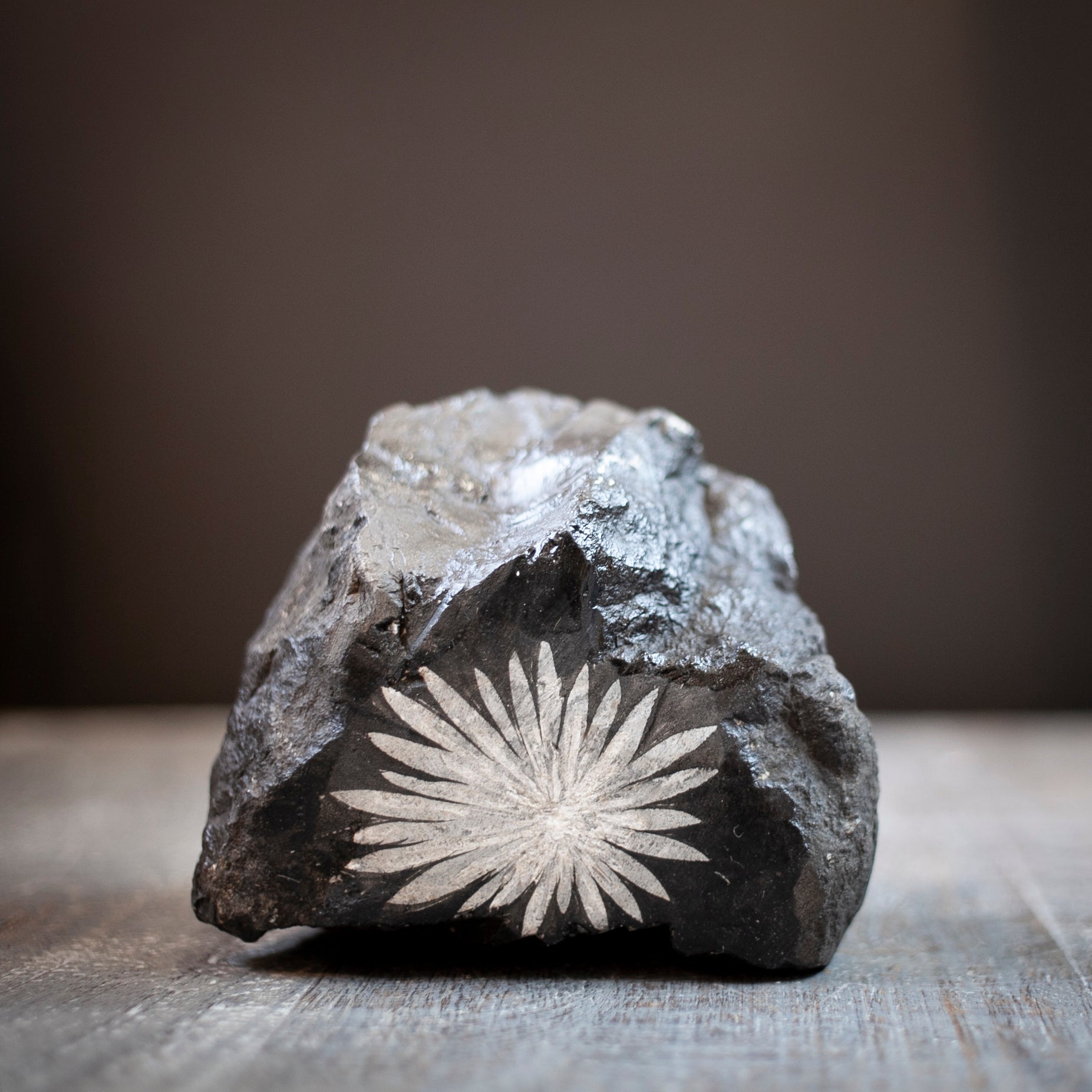 Chrysanthemum Stones, All Natural Chrysantheme Specimens – Cape Cod ...